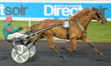 Quick Master - cheval | Zone-Turf.fr