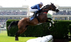 Mid Dancer - cheval | Zone-Turf.fr