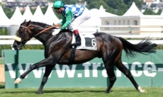 Americain - cheval | Zone-Turf.fr