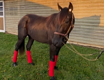 Light My Fire, propre frère de Bold Eagle, débute victorieusement ...